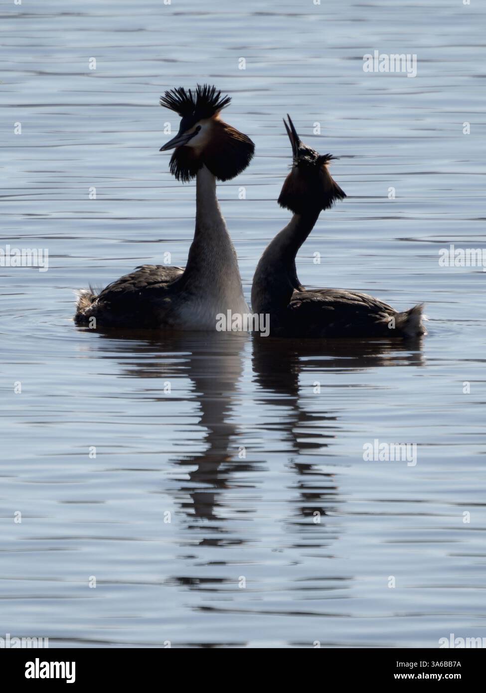 Mating display dance male hi-res stock photography and images - Alamy