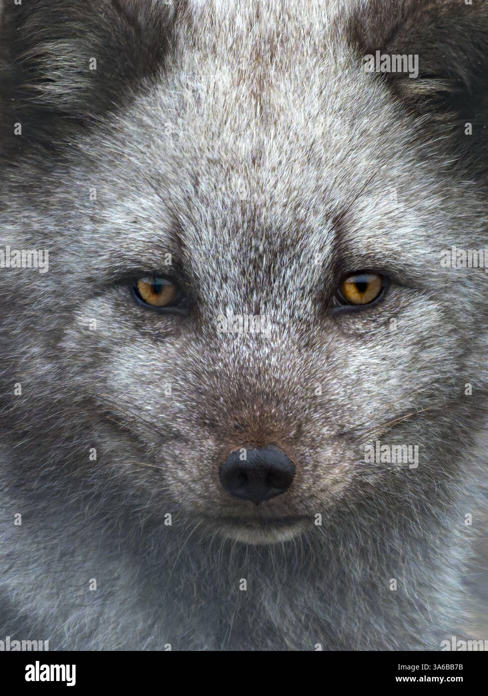 Arctic Fox Face Stock Photo - Alamy