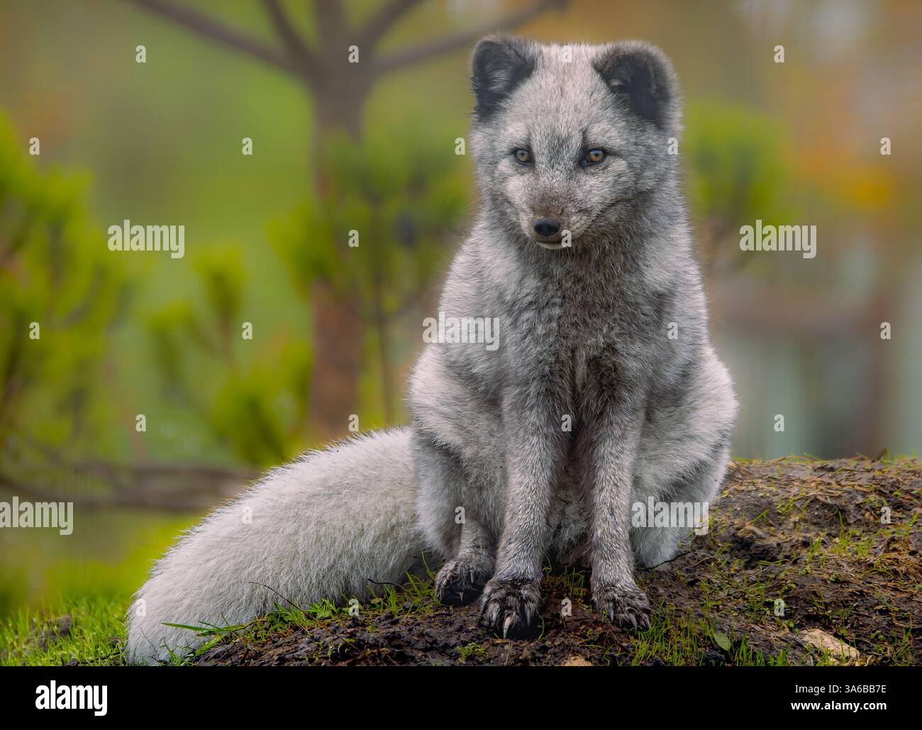 Brown arctic fox hi-res stock photography and images - Alamy