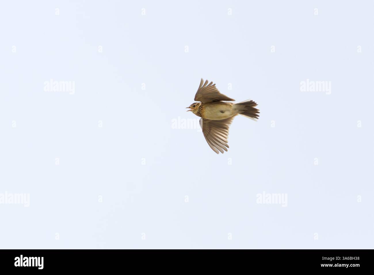Skylark flying hi-res stock photography and images - Alamy