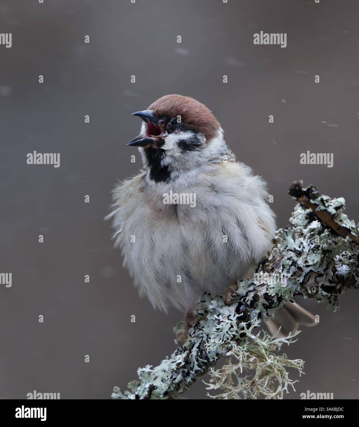 Eurasian tree sparrow (Passer montanus) with avian poxvirus yelling ...