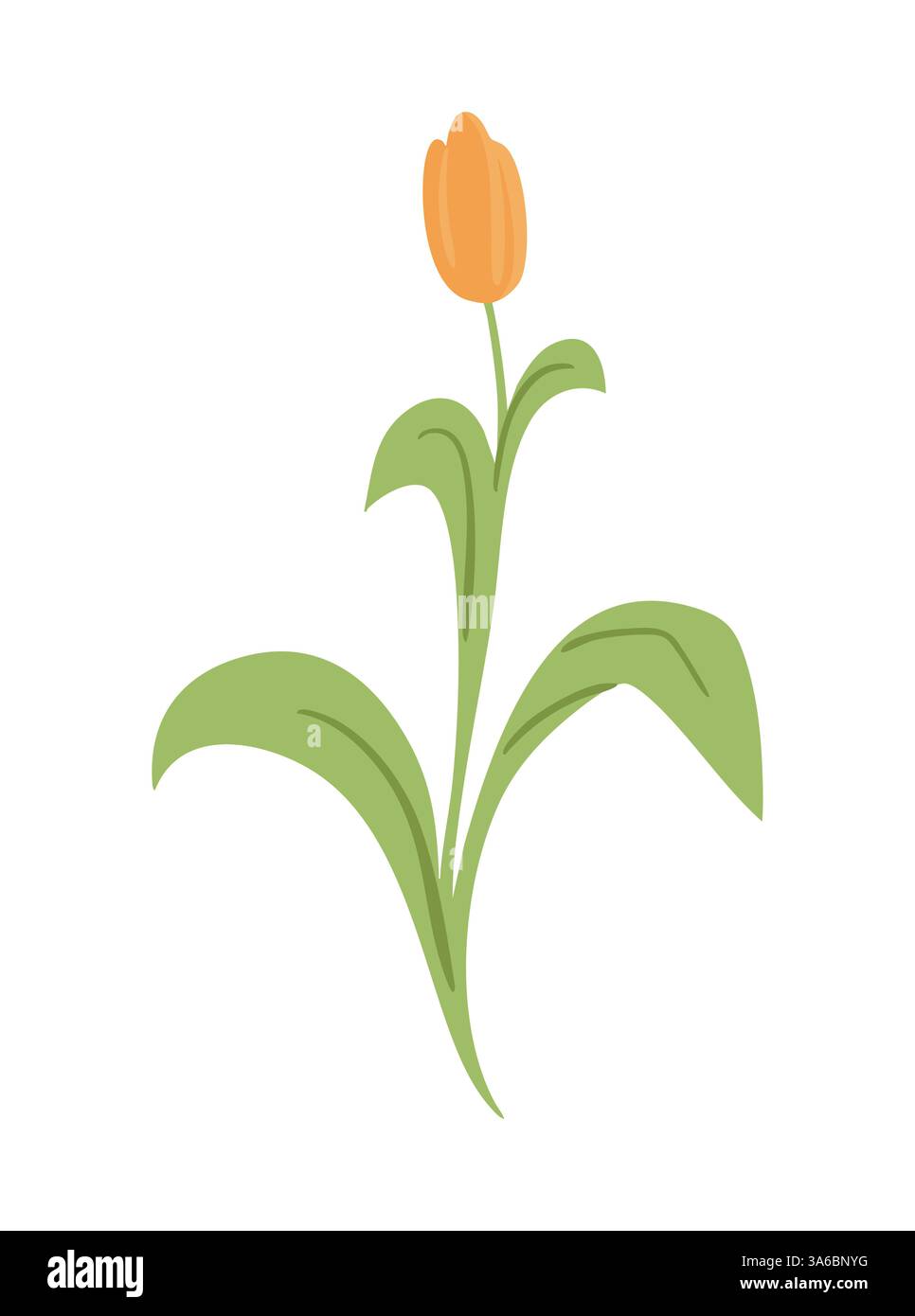 Bouquet fresh delicate tulip Stock Vector Images - Alamy