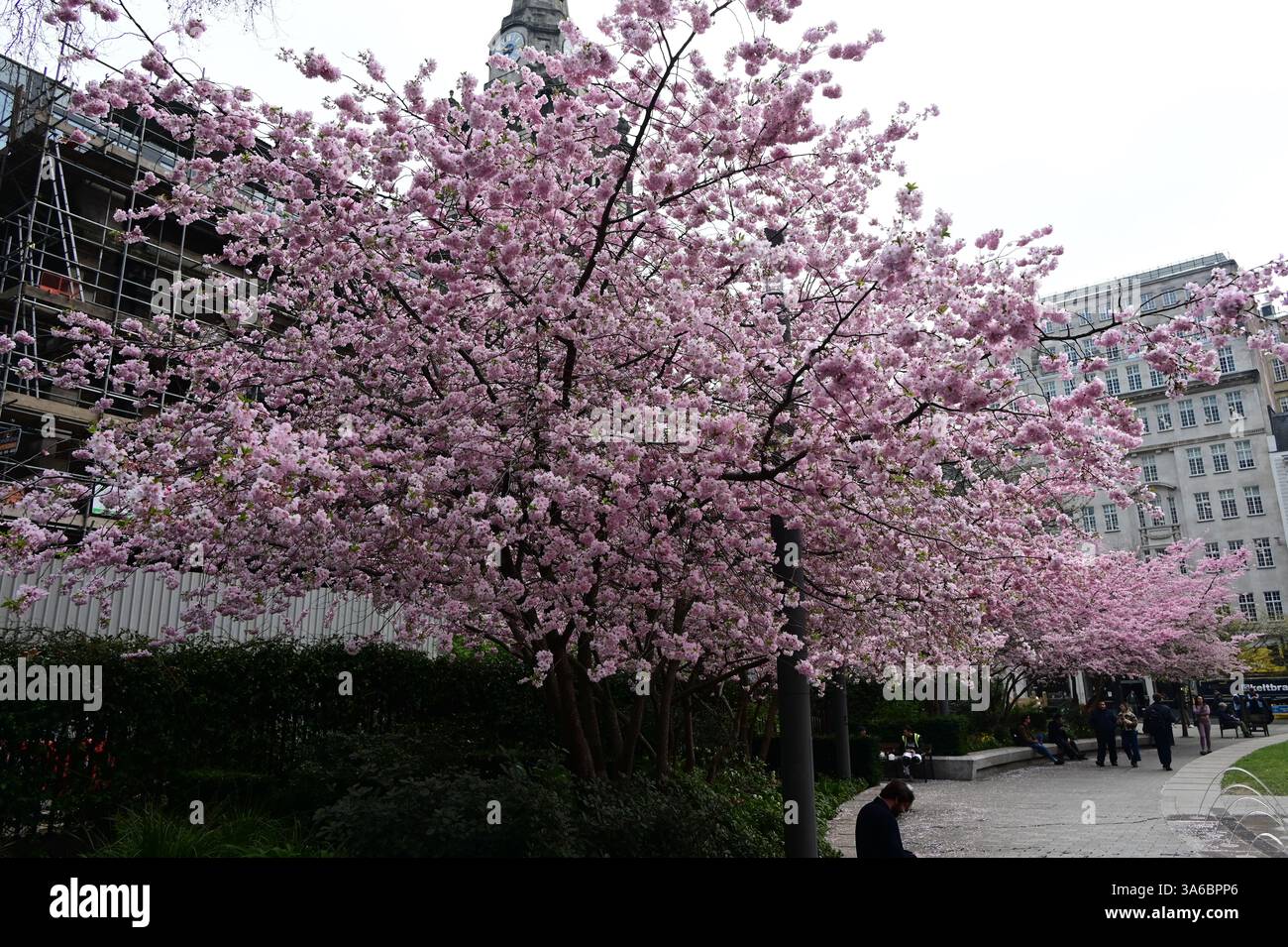 LONDON, UK. 25th Mar, 2025. Spring season is coming. The pink cherry ...