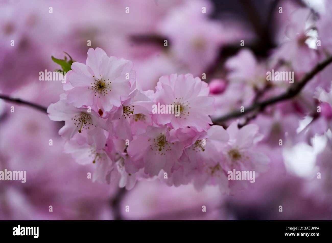 LONDON, UK. 25th Mar, 2025. Spring season is coming. The pink cherry ...