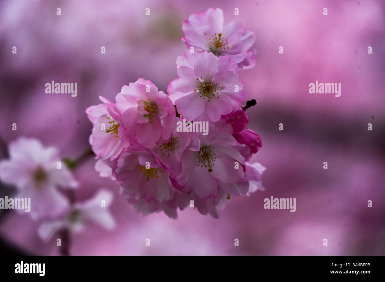 LONDON, UK. 25th Mar, 2025. Spring season is coming. The pink cherry ...