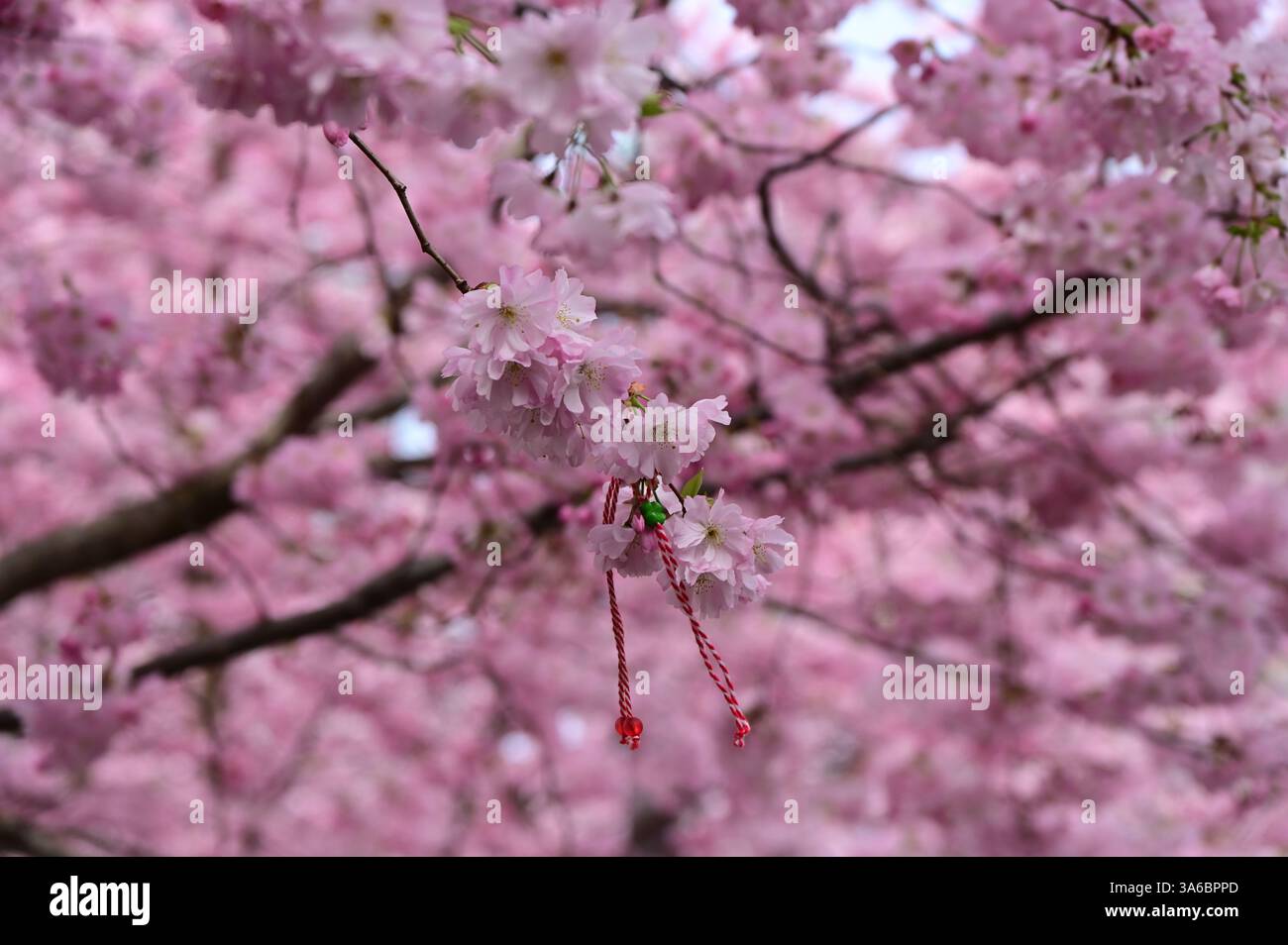 LONDON, UK. 25th Mar, 2025. Spring season is coming. The pink cherry ...