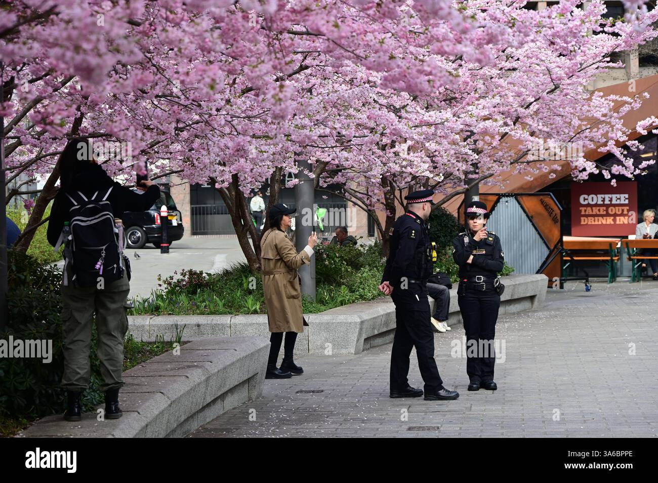 LONDON, UK. 25th Mar, 2025. Spring season is coming. The pink cherry ...
