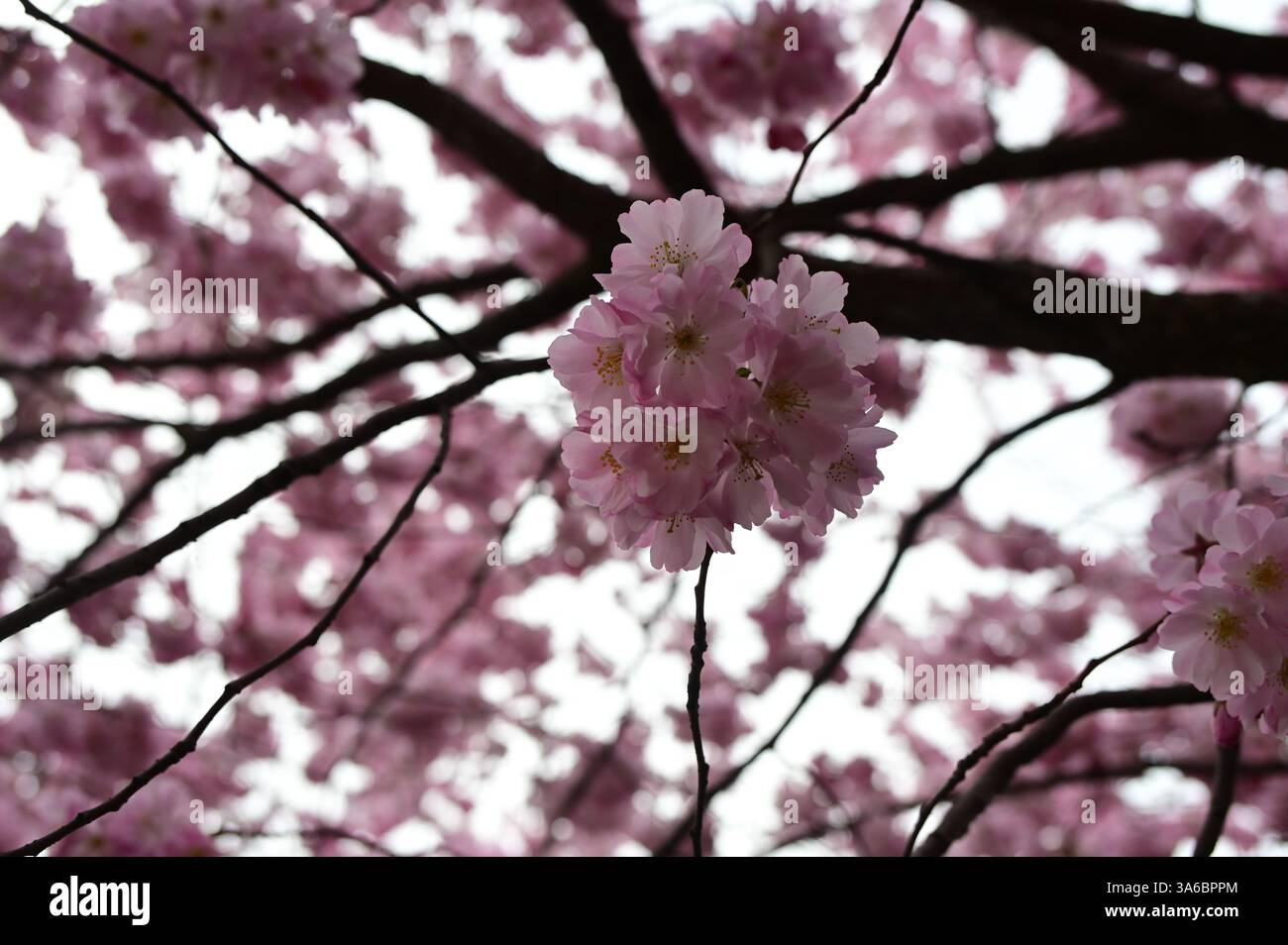LONDON, UK. 25th Mar, 2025. Spring season is coming. The pink cherry ...