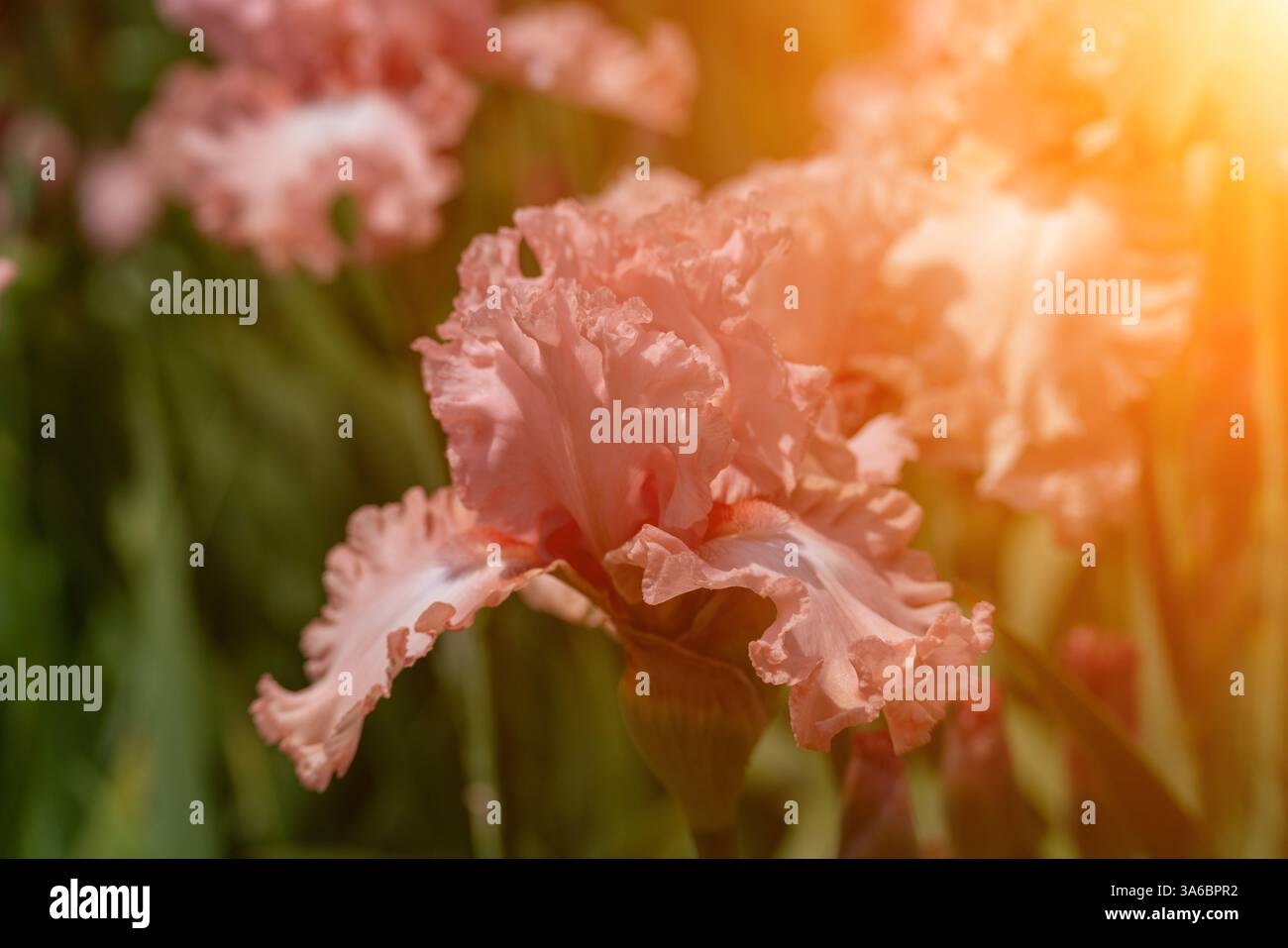 Flowers Iris Blossom: Pink iris blossom blooms, sunlight, daytime ...