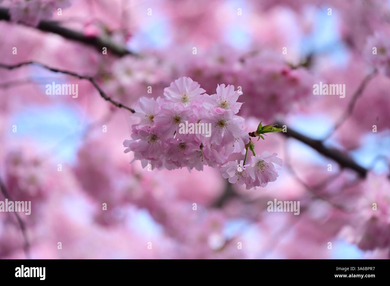 LONDON, UK. 25th Mar, 2025. Spring season is coming. The pink cherry ...