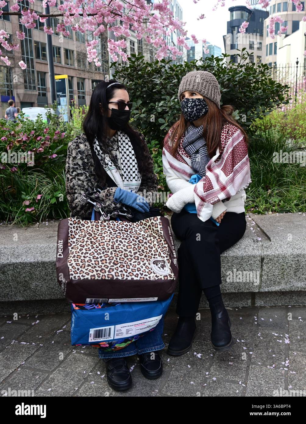 LONDON, UK. 25th Mar, 2025. Spring season is coming. The pink cherry ...