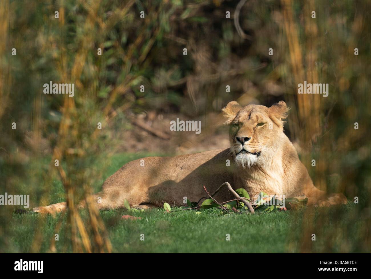 Vanda, one of five rescue lions from Ukraine enjoys the sunlight as ...