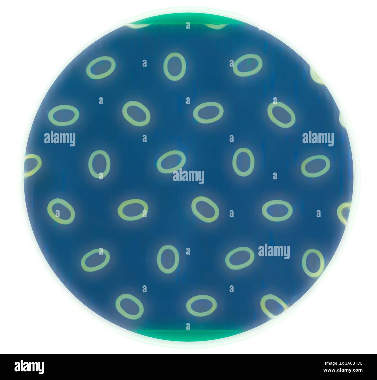 Oval shapes evenly distributed hi-res stock photography and images - Alamy