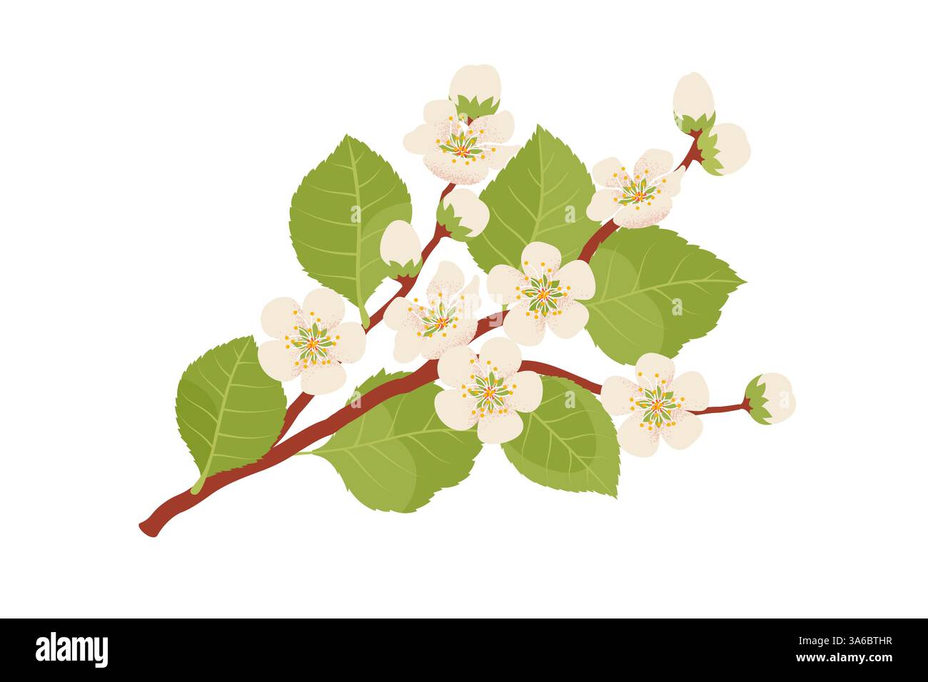 White peach, apricot, apple, or cherry flowering blossom branch. Vector ...