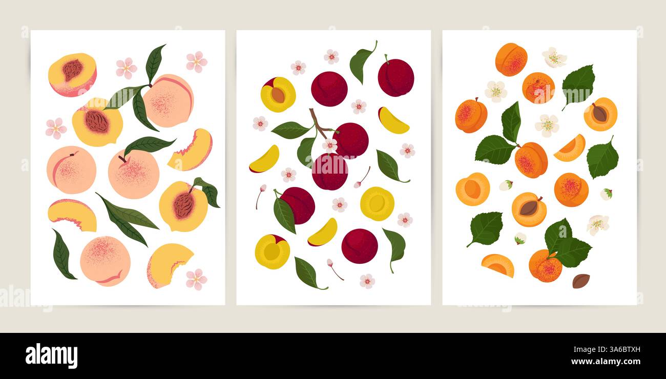 Collection of Peaches, Apricots, and Plums Fruit. Hand-drawn vector ...