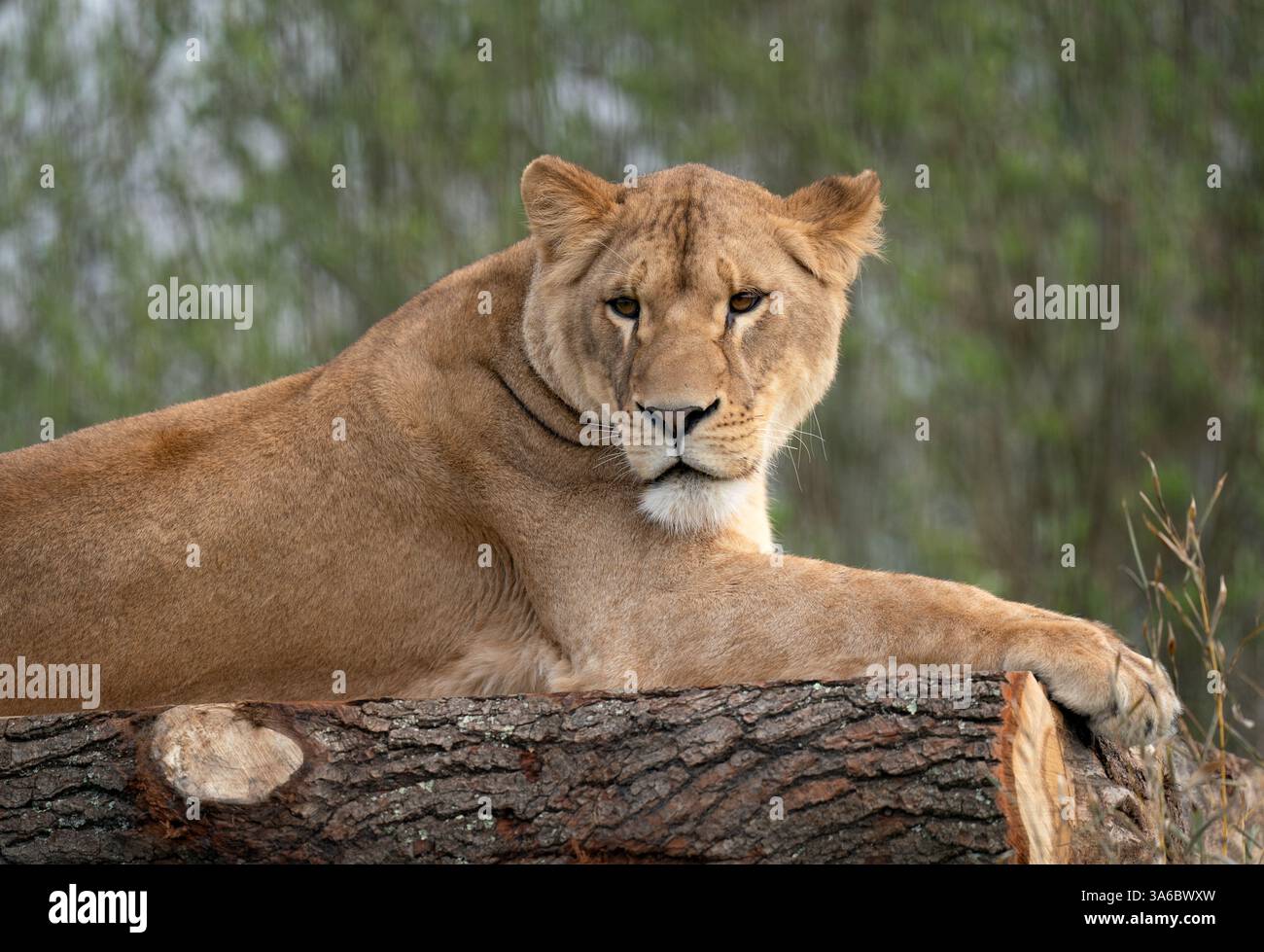 Lira, one of five rescue lions from Ukraine as they explore their ...
