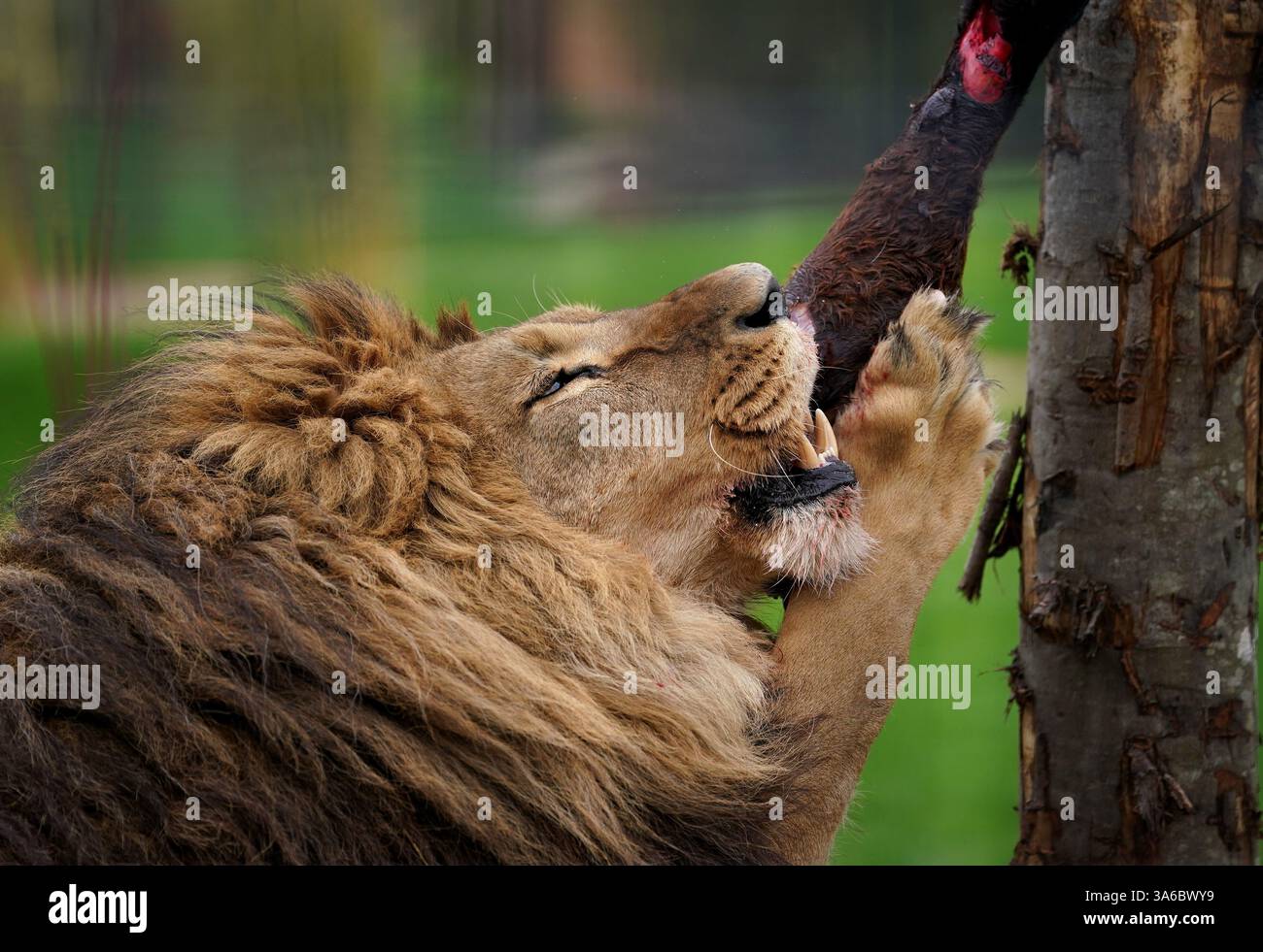 Rori, one of five rescue lions from Ukraine explore their surroundings ...