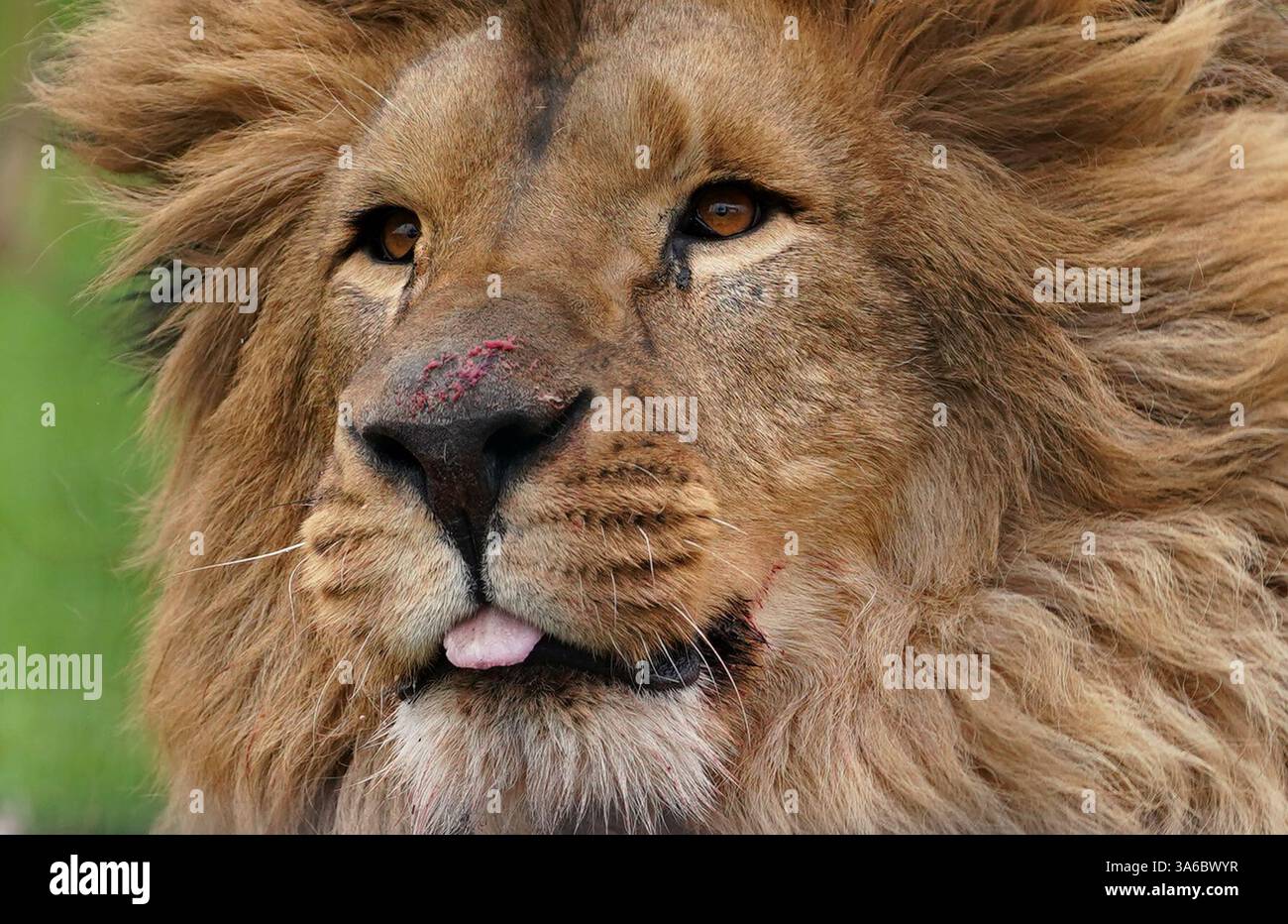 Rori, one of five rescue lions from Ukraine explore their surroundings ...