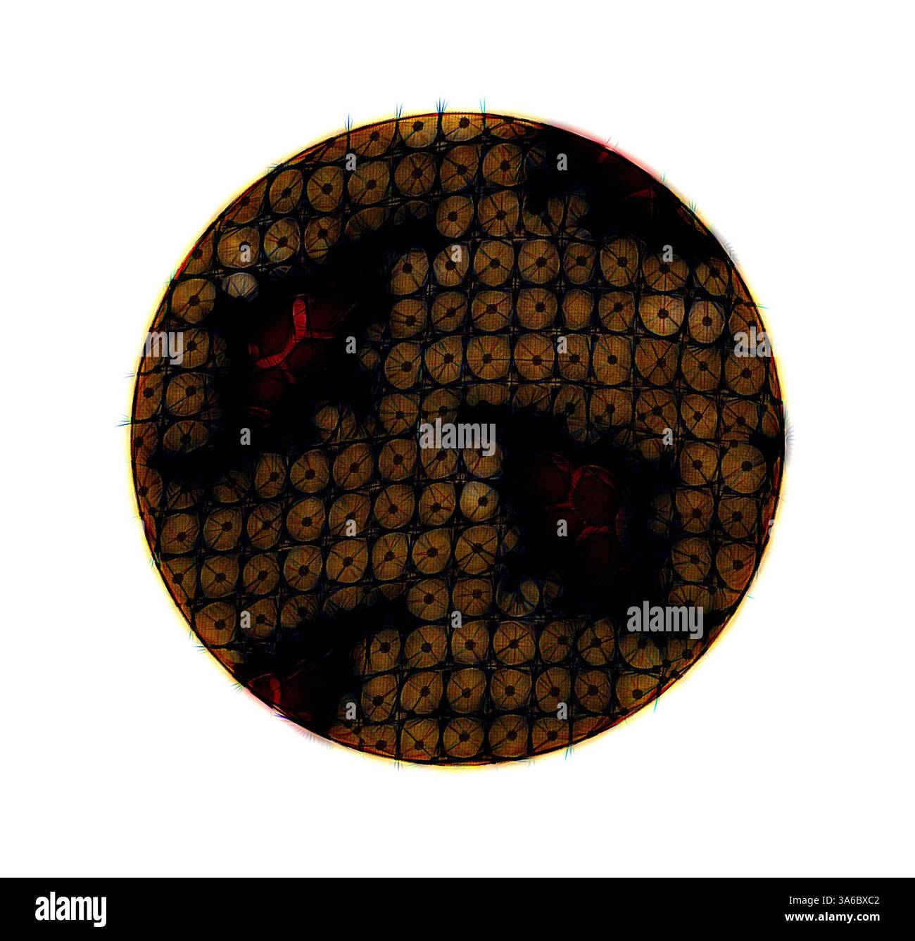 A circular pattern of intricate designs resembling a network of cells ...