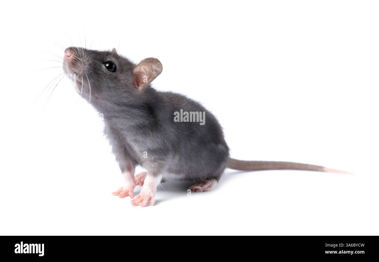 Little rat on white background. Cute pet Stock Photo - Alamy