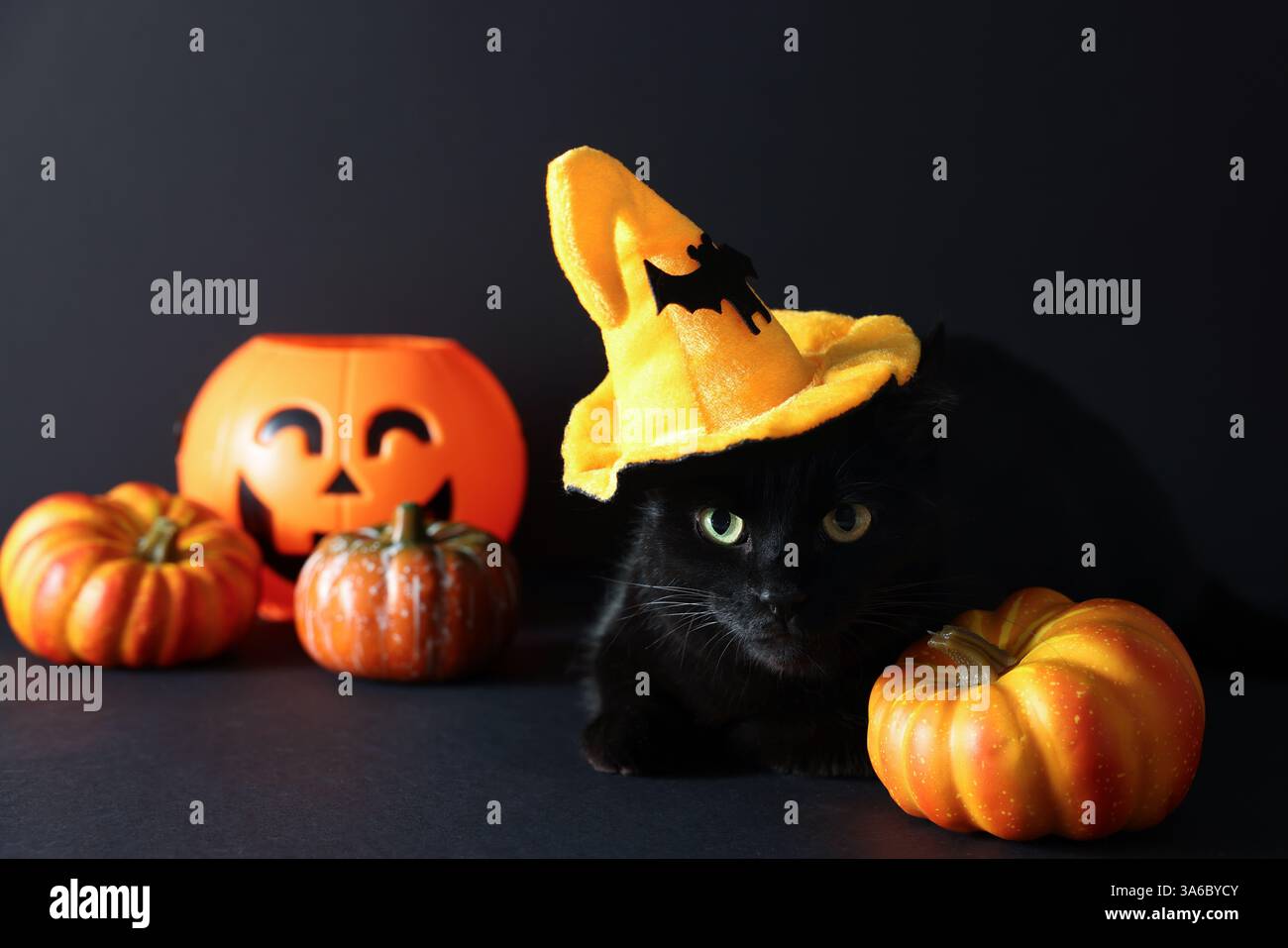 Cute cat in witch's hat near Halloween basket and pumpkins on black ...