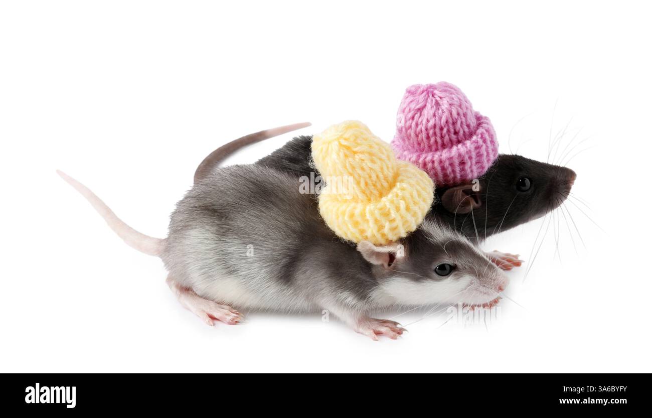 Cute rats in hats on white background Stock Photo - Alamy