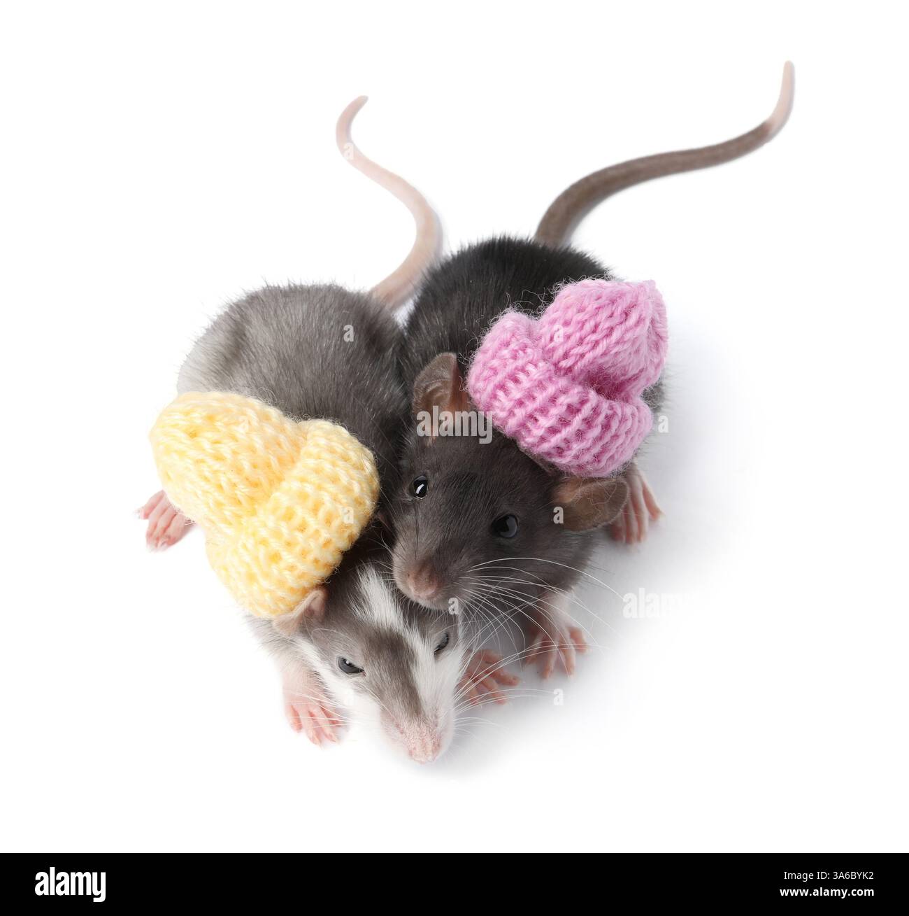 Cute rats in hats on white background Stock Photo - Alamy