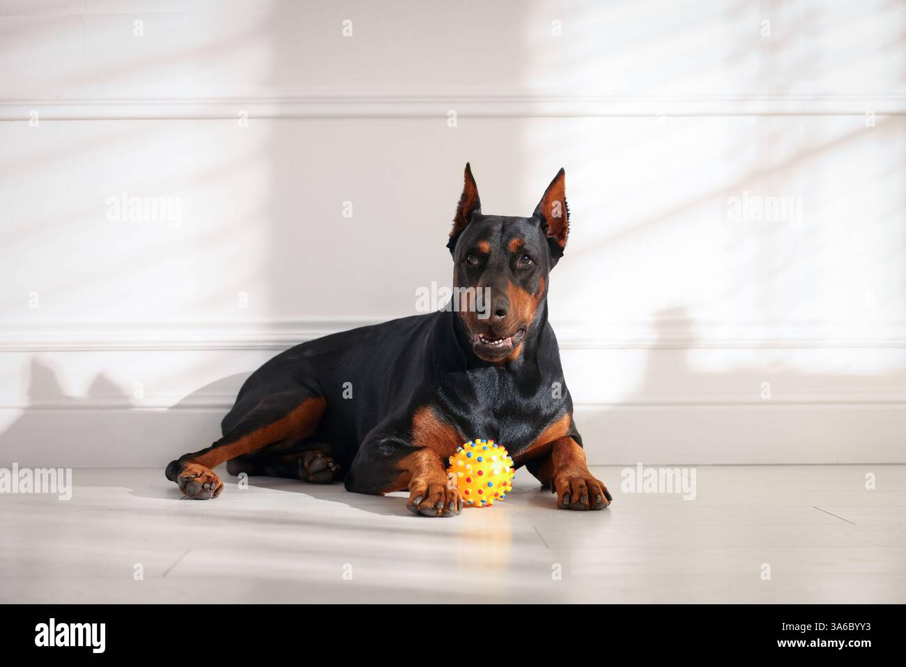 Adorable Doberman with toy on floor at home Stock Photo - Alamy