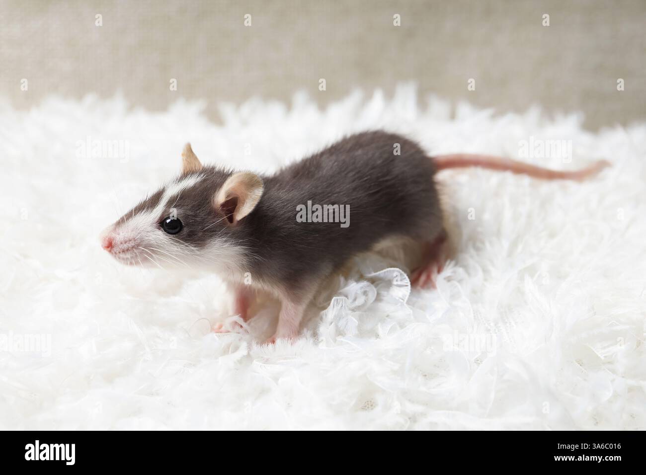 Little feathers on head hi-res stock photography and images - Alamy