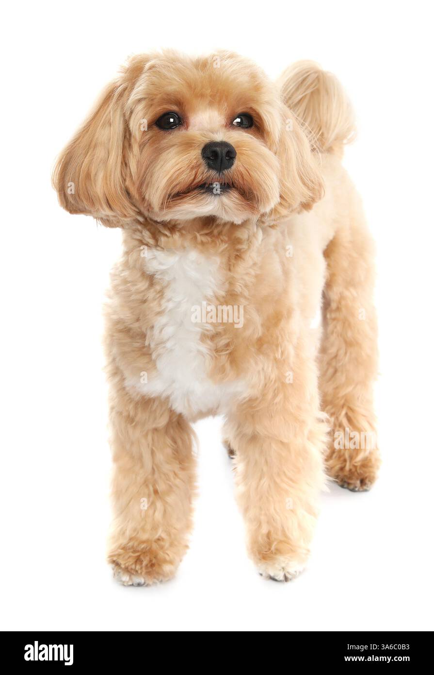 Cute dog pet Cut Out Stock Images & Pictures - Alamy