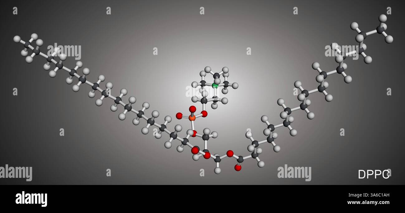 Dipalmitoylphosphatidylcholine, DPPC molecule. Natural phospholipid ...