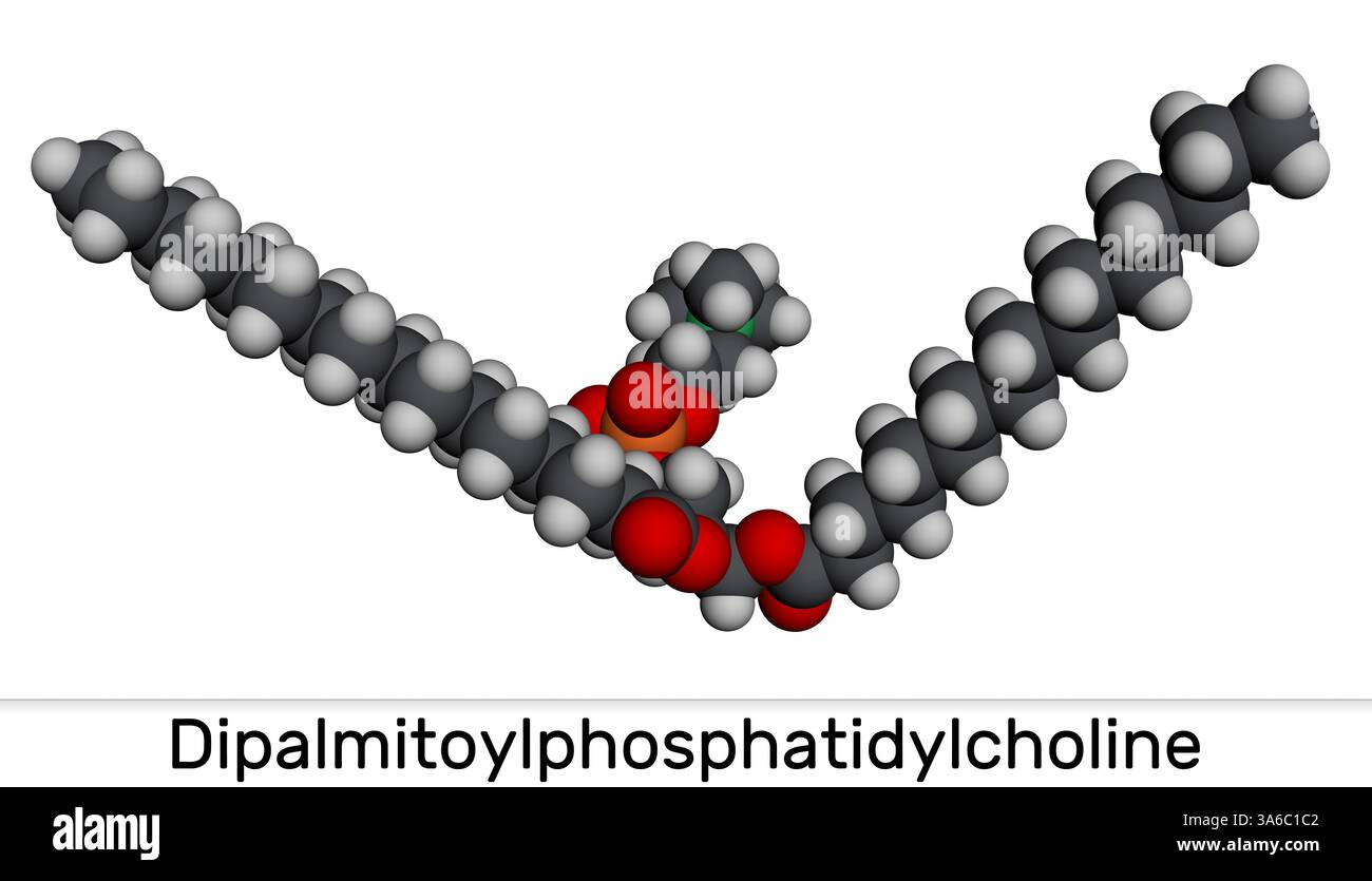 Dipalmitoylphosphatidylcholine, DPPC molecule. Natural phospholipid ...