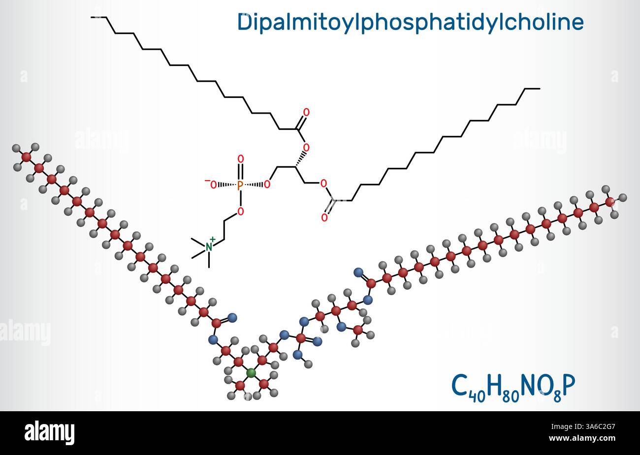 Dipalmitoylphosphatidylcholine, DPPC molecule. Natural phospholipid ...