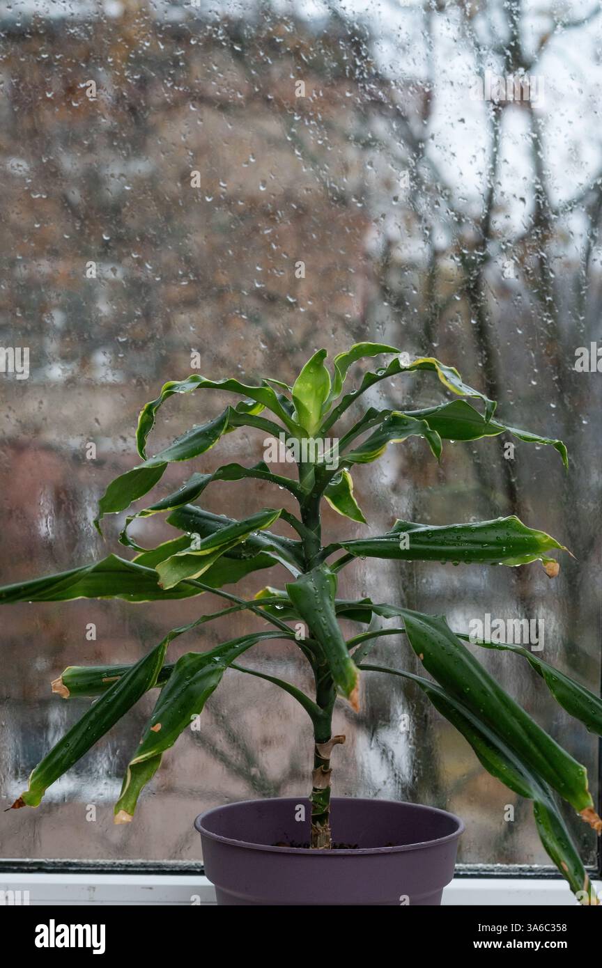 Fragrant dracaena massangeana by the window. a potted house plant ...