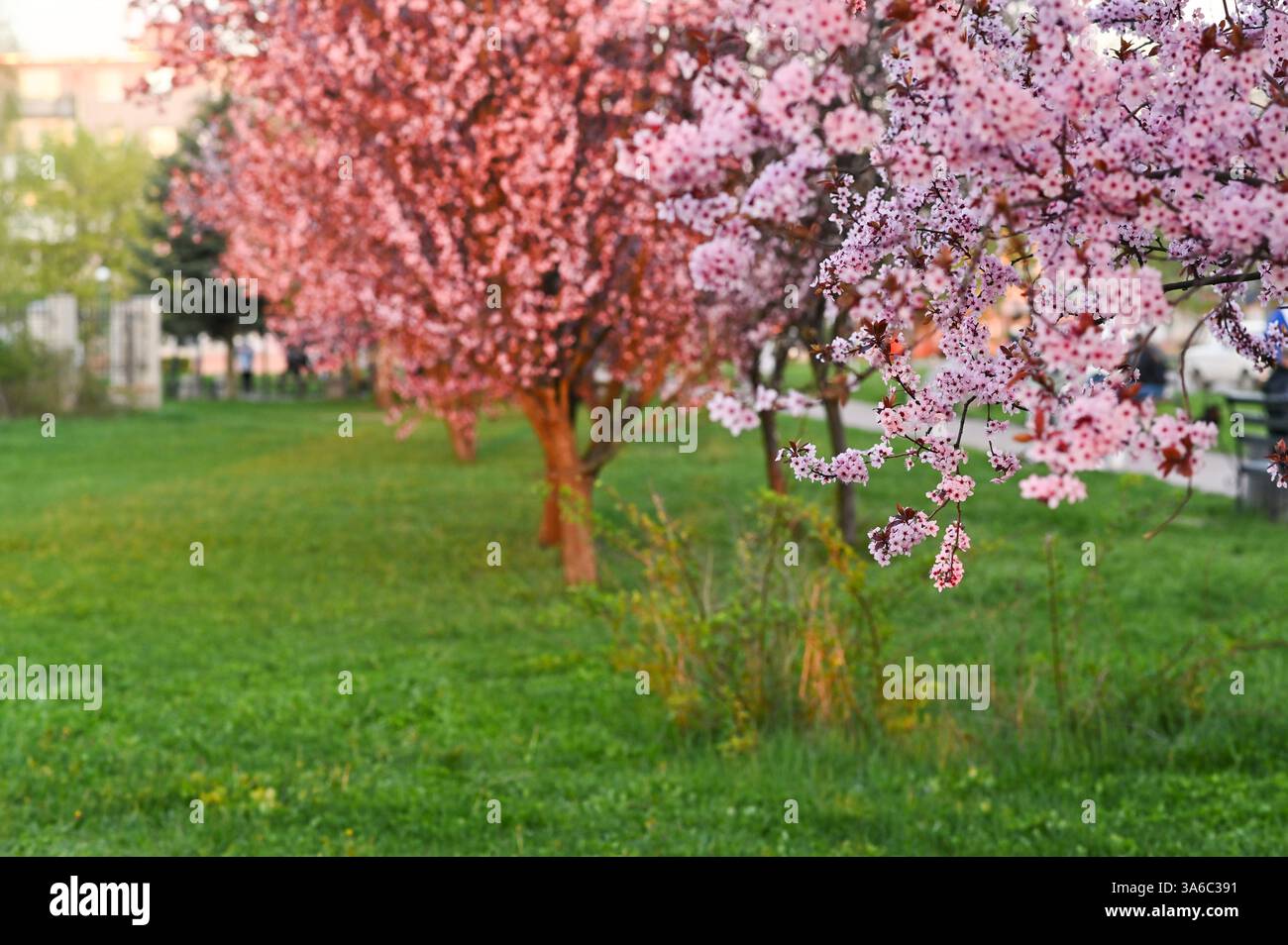 Sargent's cherry tree is in bloom. Delicate wild cherry blossoms ...