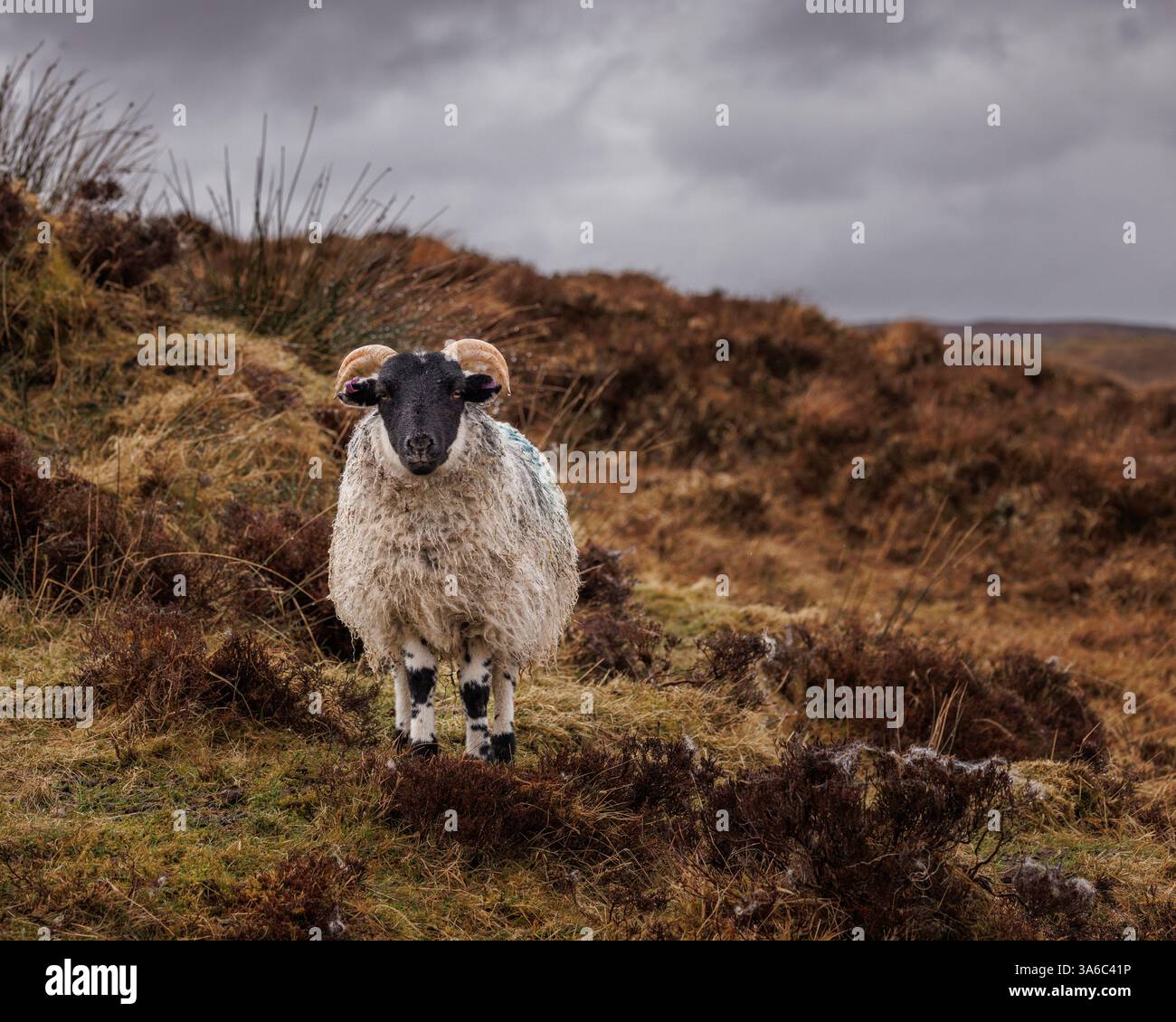 Scottish Black-faced Sheep in the Hebrides Stock Photo - Alamy