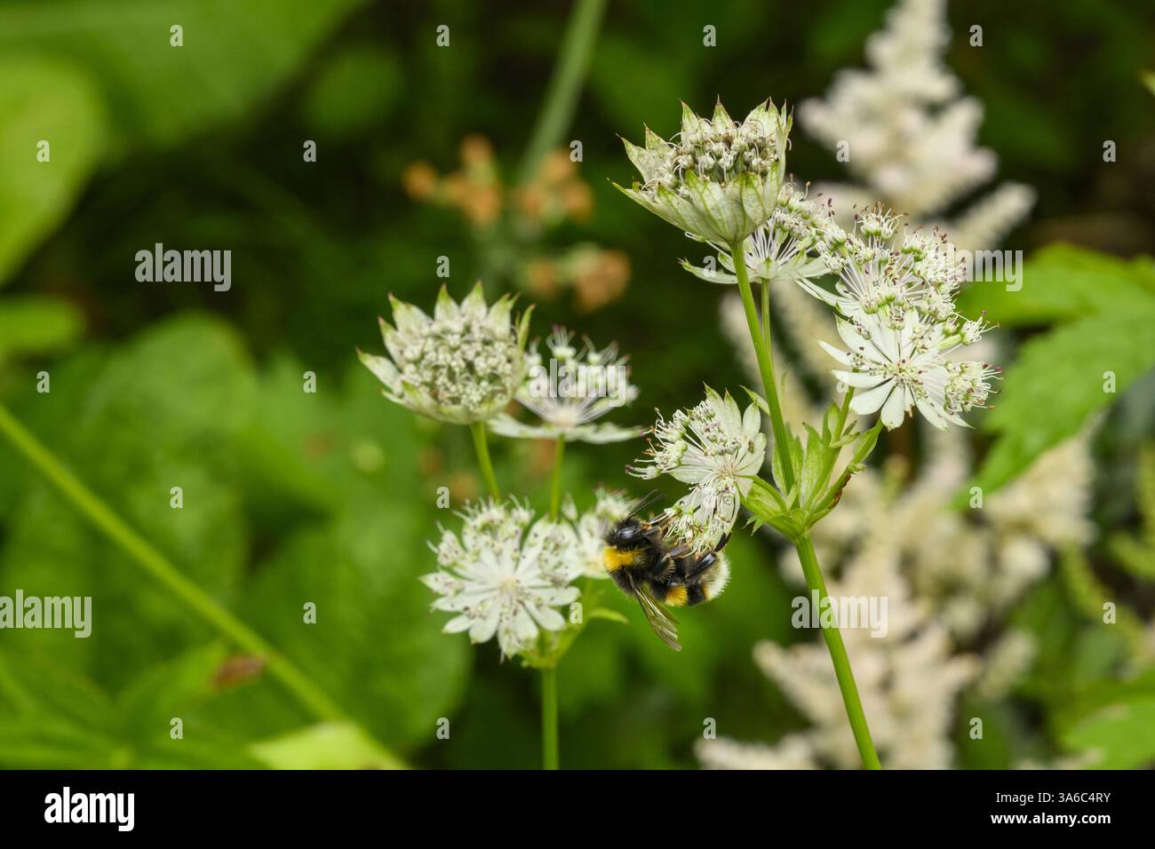 Astrantia snow star flowerhead flowerheads hi-res stock photography and ...