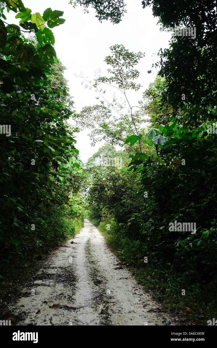 Walking path in the Kanagarian Rumbio Forbidden Forest, Kampar Regency ...