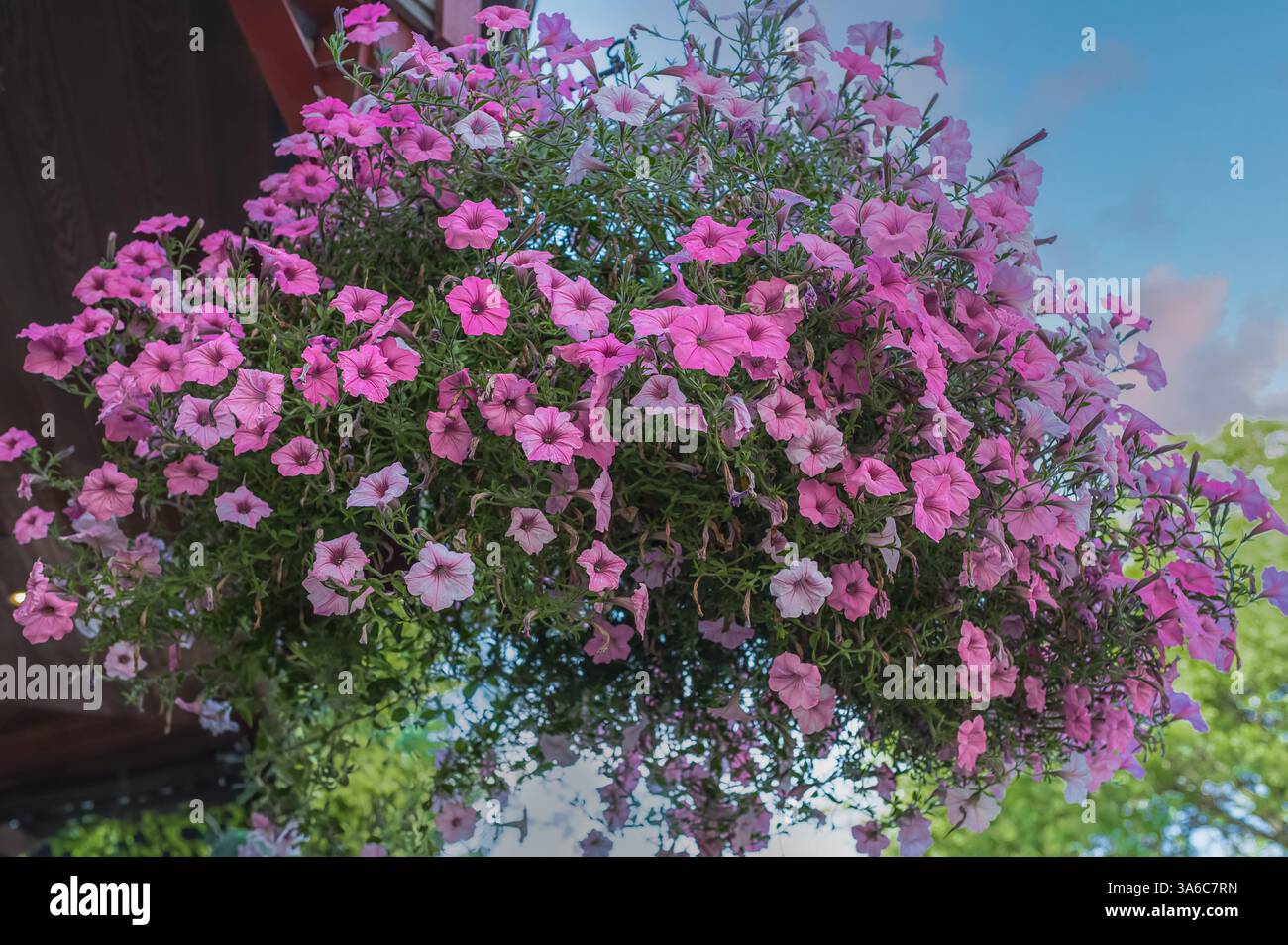 Varieties of hanging petunias and surfinias flowers in the pot or ...