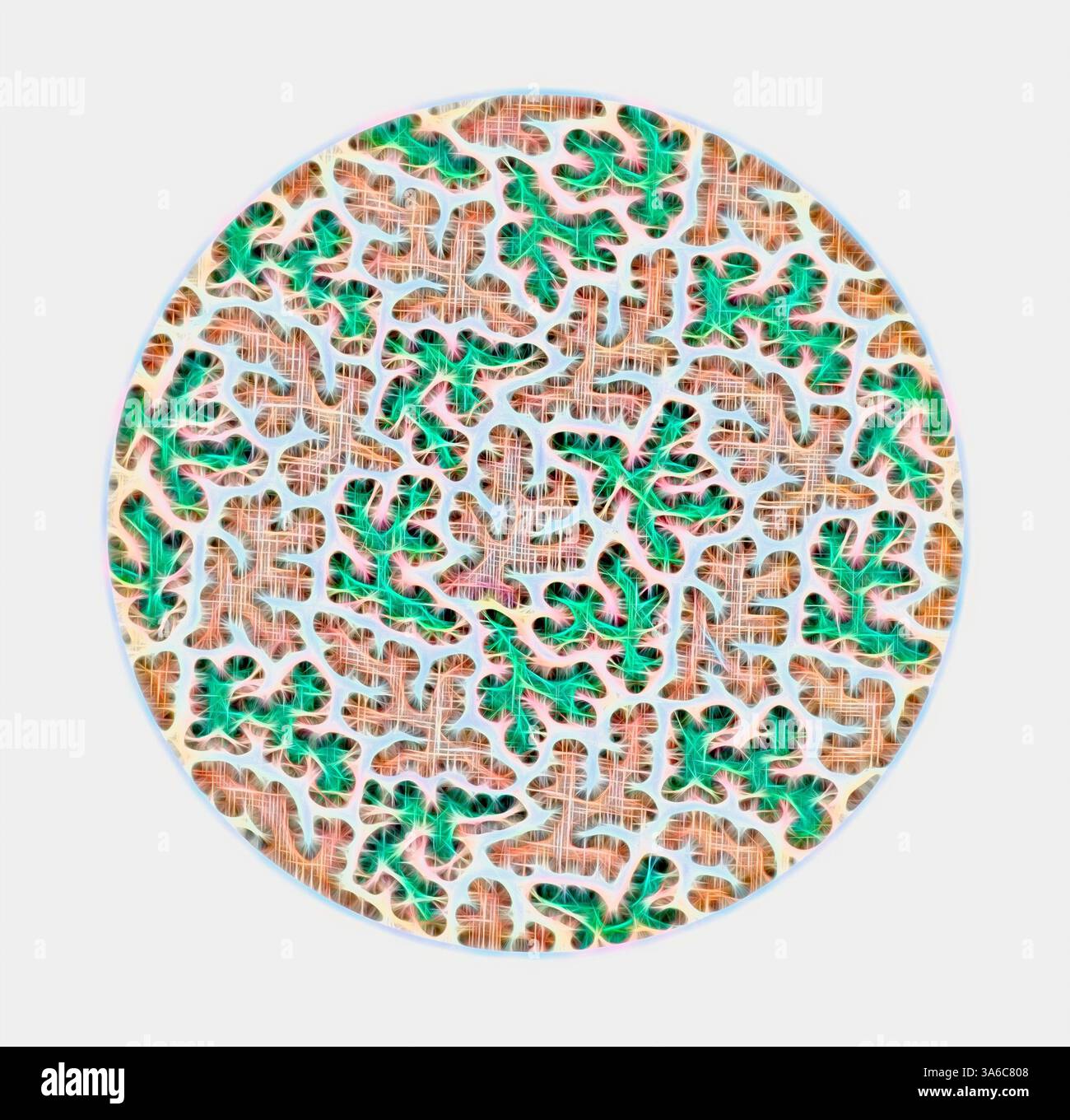 An intricate circular pattern featuring an array of organic, leafy ...