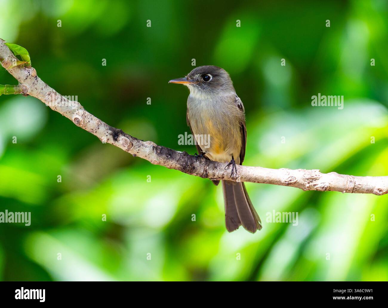 Cuban pewee contopus caribaeus hi-res stock photography and images - Alamy