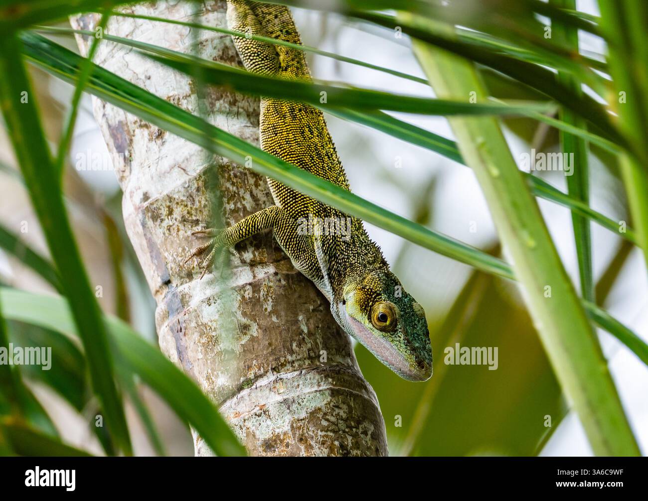 A Western Giant Anole (Anolis luteogularis) on a palm tree. Cuba Stock ...