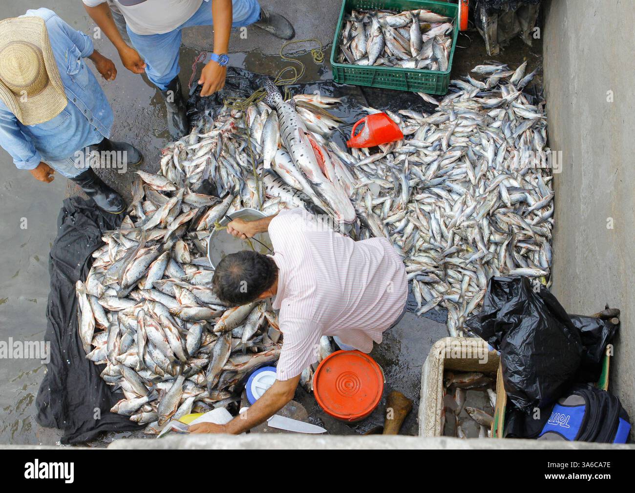 Paso de pescado paso de pescado hi-res stock photography and images - Alamy