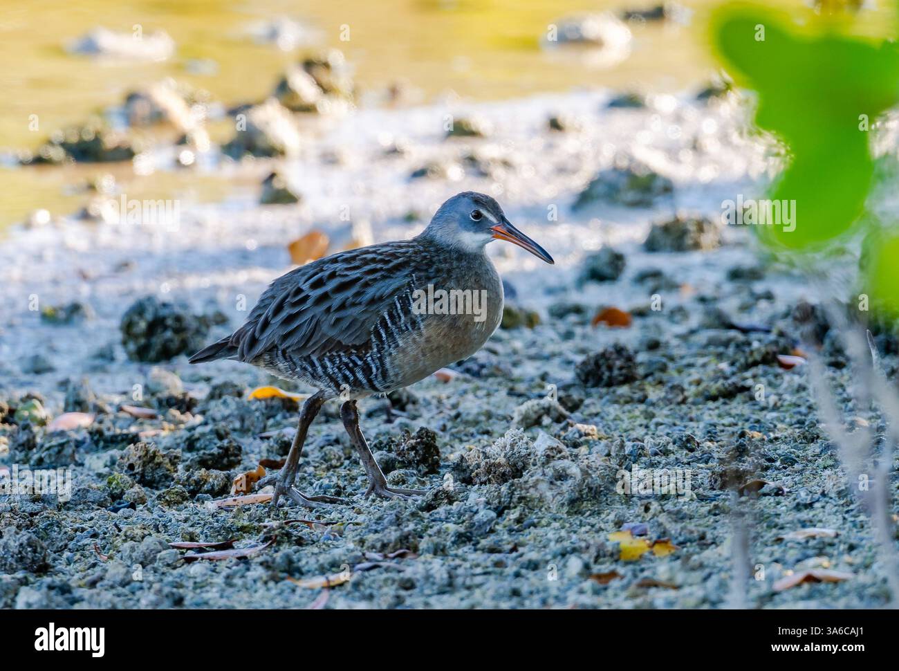 A Clapper Rail (Rallus crepitans) foraging in coast. Cuba Stock Photo ...