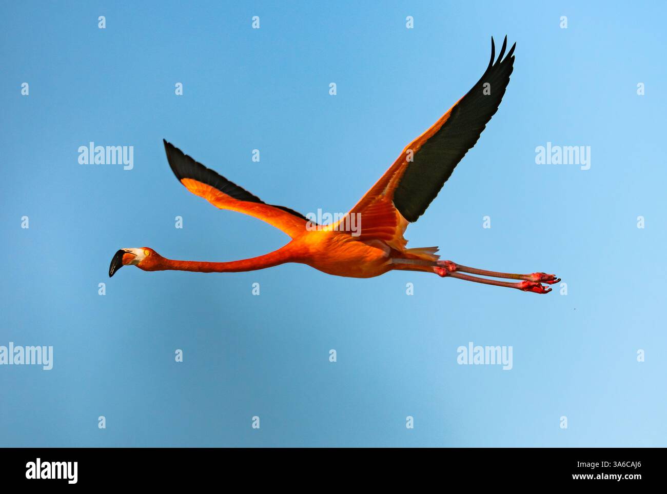 Cuba flamingo fly hi-res stock photography and images - Alamy
