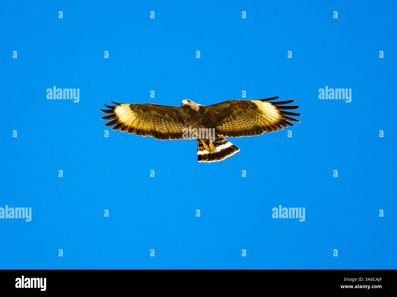 A Cuban Black Hawk (Buteogallus gundlachii) flying in blue sky. Cuba ...
