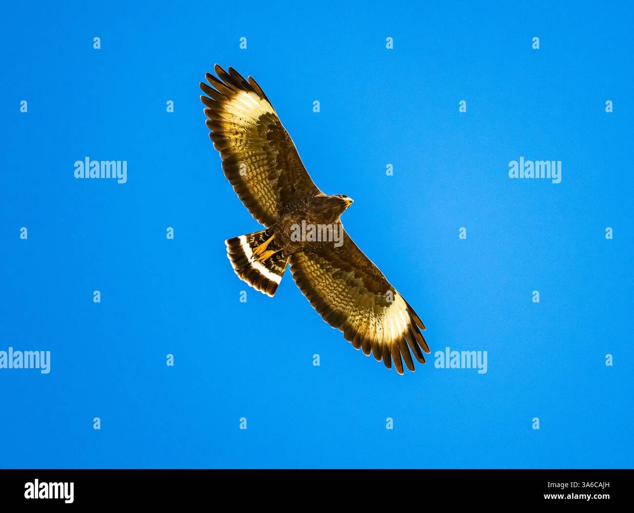 A Cuban Black Hawk (Buteogallus gundlachii) flying in blue sky. Cuba ...
