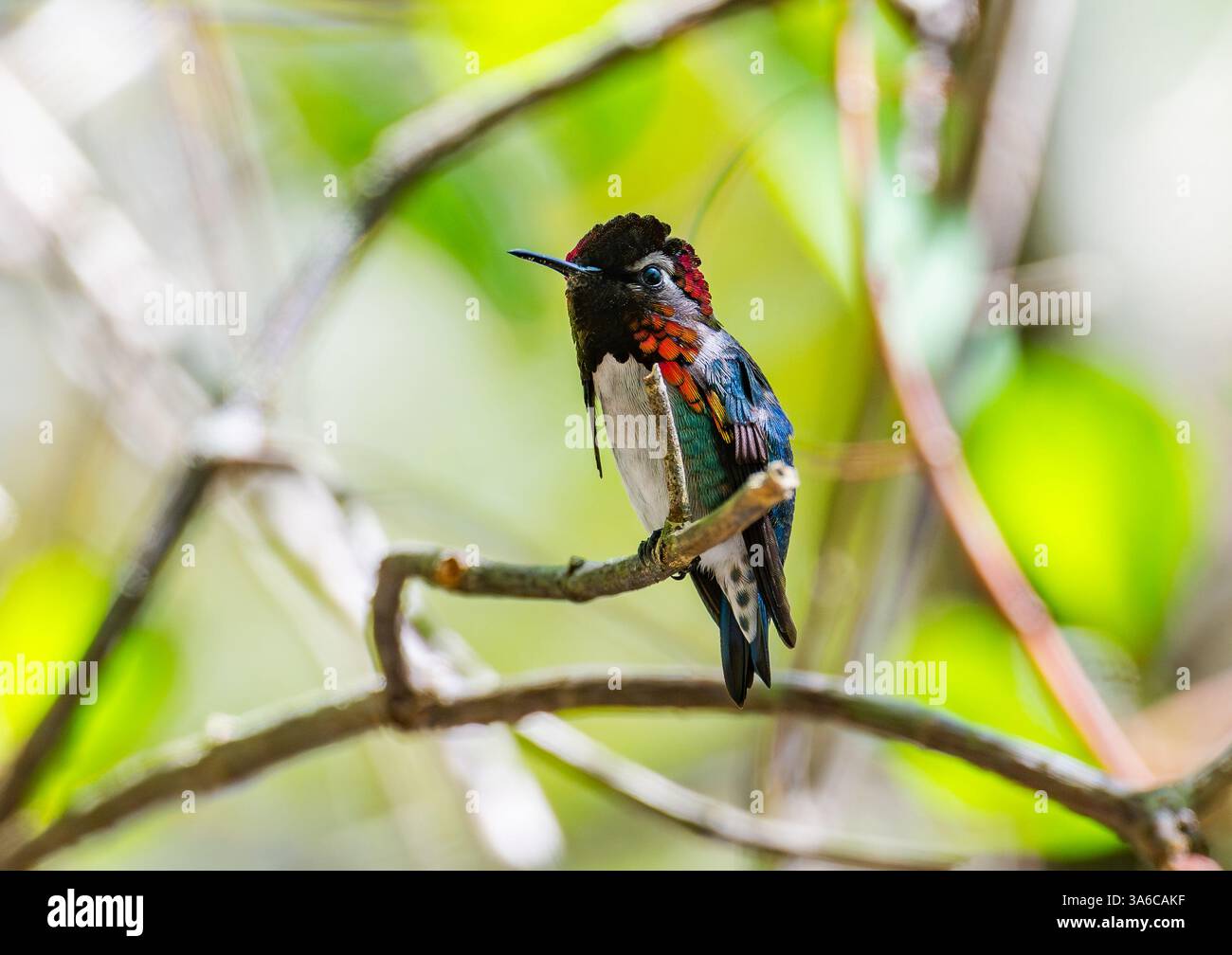Cuban bee hummingbird hi-res stock photography and images - Alamy