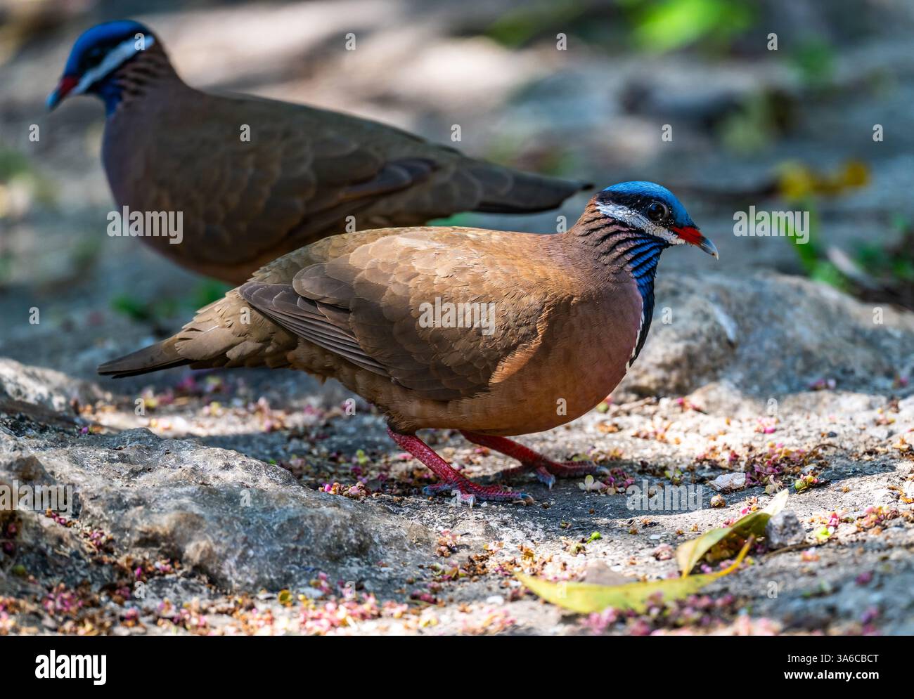 Blue-headed Quail-Doves (Starnoenas cyanocephala) foraging in forest ...