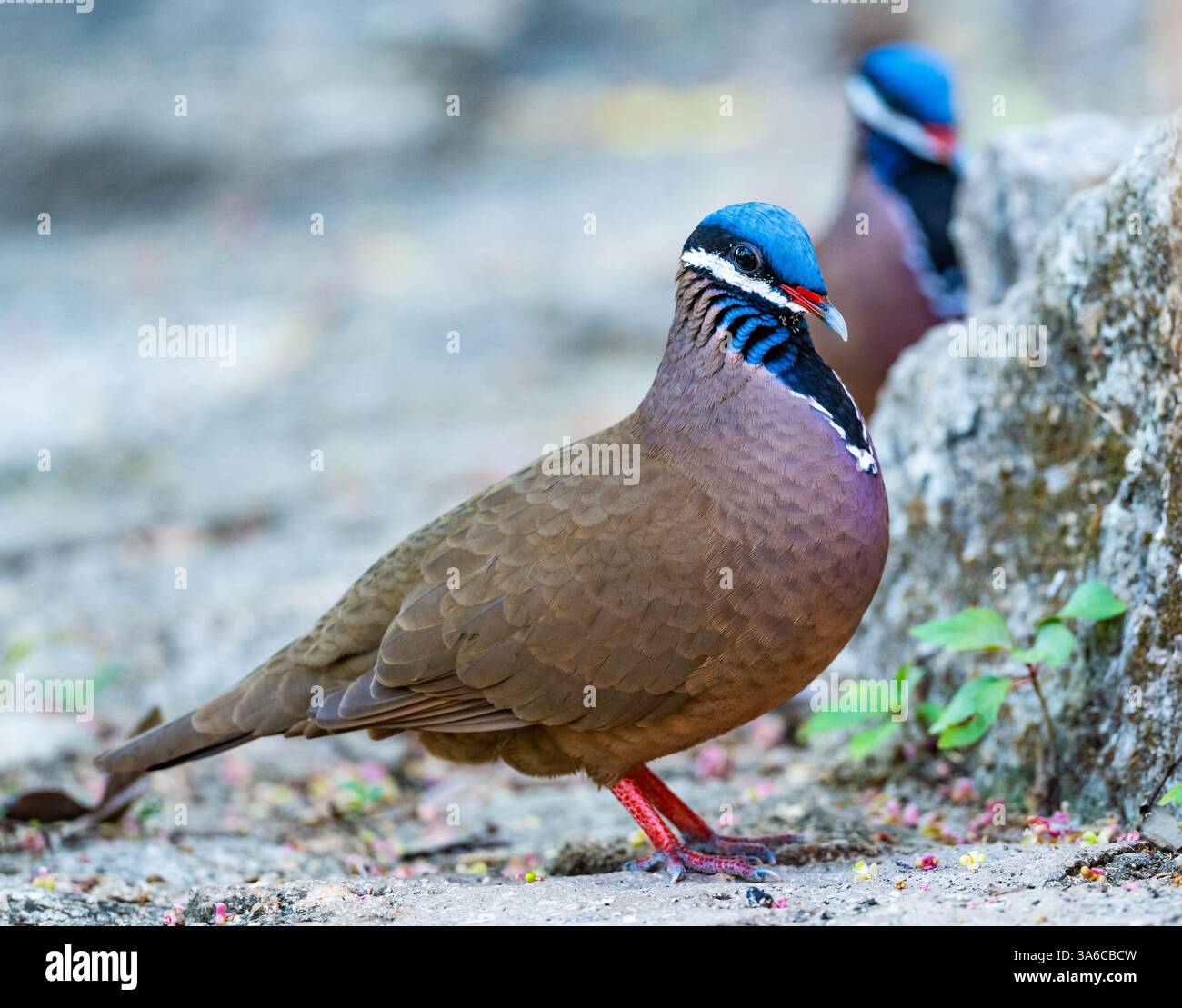 Blue-headed Quail-Doves (Starnoenas cyanocephala) foraging in forest ...